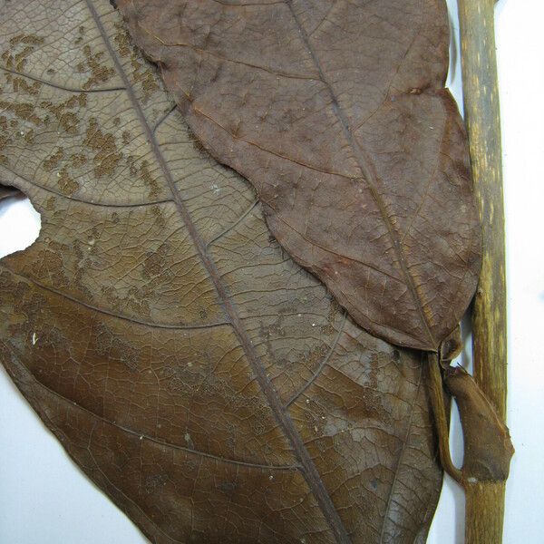 Coccoloba Ascendens Plant Care & How to Grow, Water