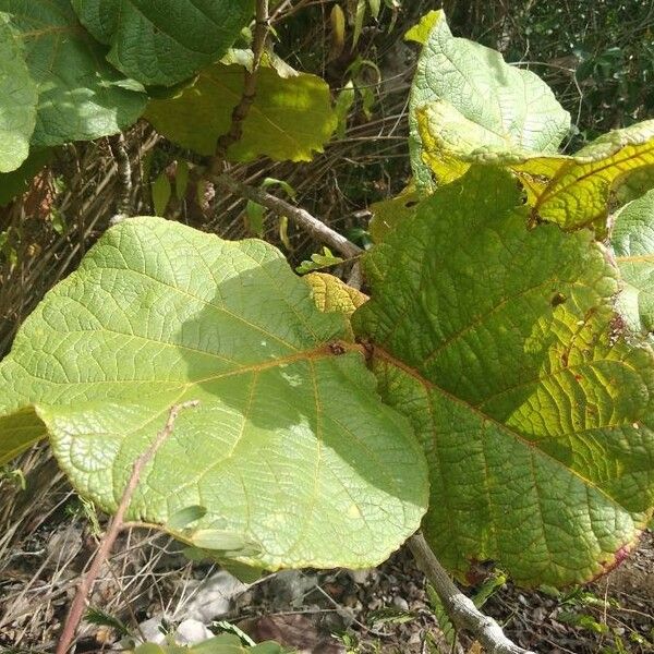 Martinique Treeweed (Coccoloba Caravellae) Plant Care & How to Grow, Water