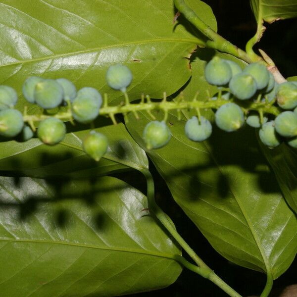 Coccoloba Guanacastensis Plant Care & How to Grow, Water