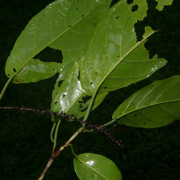 Coccoloba Obovata Care Guide: Water, Soil & Propagation - Plantiary