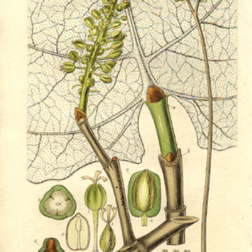 Grandleaf Sea Grape (Coccoloba Pubescens) Plant Care & How to Grow, Water