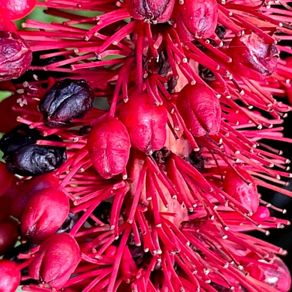 Cardboard Leaf (Coccoloba Rugosa) Plant Care & How to Grow, Water