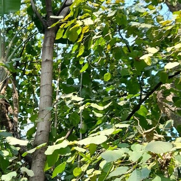 Coccoloba Tiliacea Plant Care & How to Grow, Water