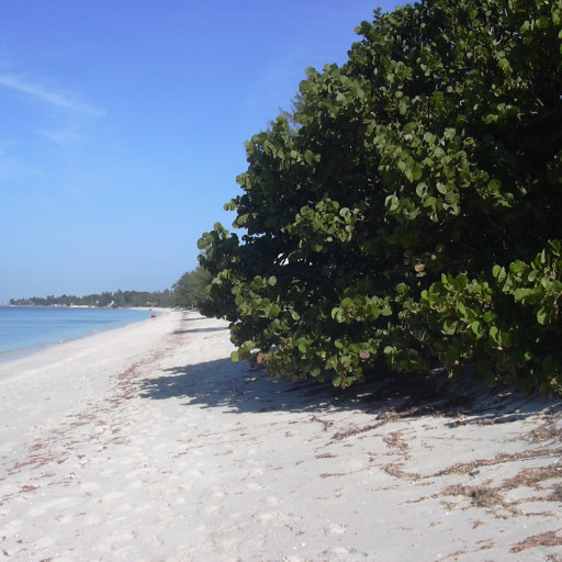 Seagrape (Coccoloba Uvifera) Plant Care & How to Grow, Water