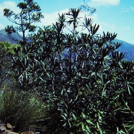 Cocconerion Balansae Plant Care & How to Grow, Water