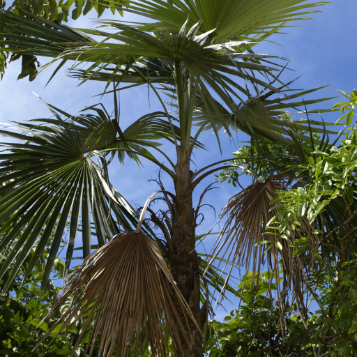 Hispaniola Silver Thatch Palm (Coccothrinax Argentea) Plant Care & How ...