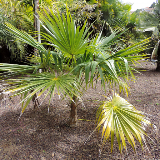 Thatch Palm (Coccothrinax Barbadensis) Plant Care & How to Grow, Water