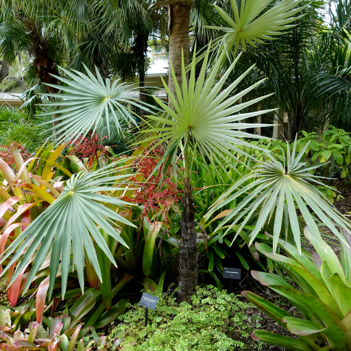 Miragua Palm (Coccothrinax Miraguama) Plant Care & How to Grow, Water