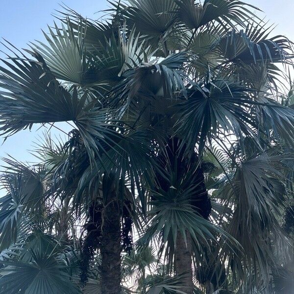 Silver Palm (Coccothrinax Proctorii) Plant Care & How to Grow, Water