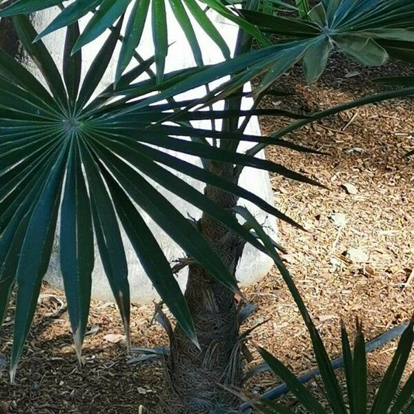 Coccothrinax Scoparia Plant Care & How to Grow, Water