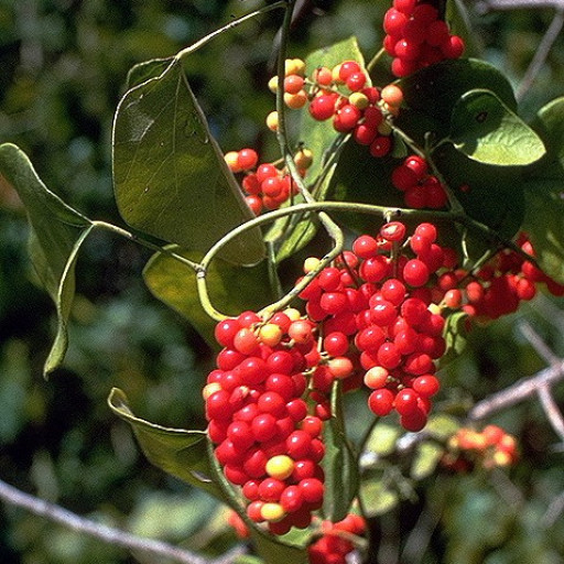 Carolina Coralbead (Cocculus Carolinus) Plant Care & How to Grow, Water