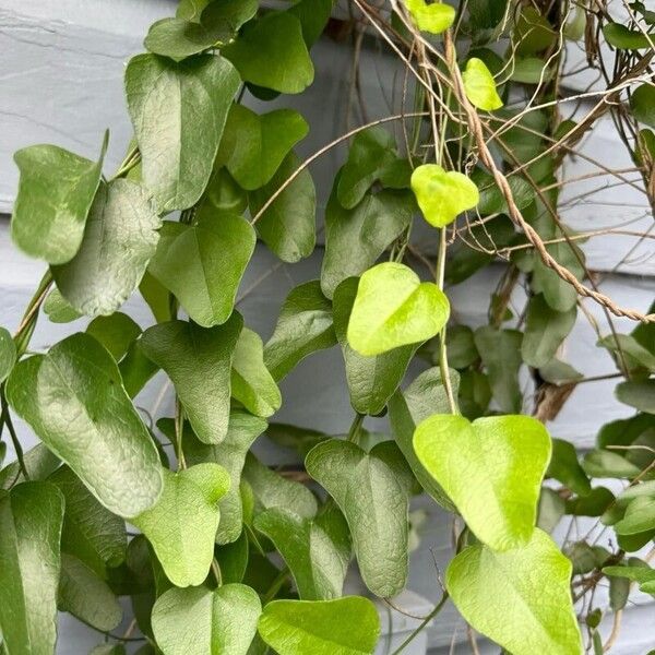 Snailseed (Cocculus Diversifolius) Plant Care & How to Grow, Water