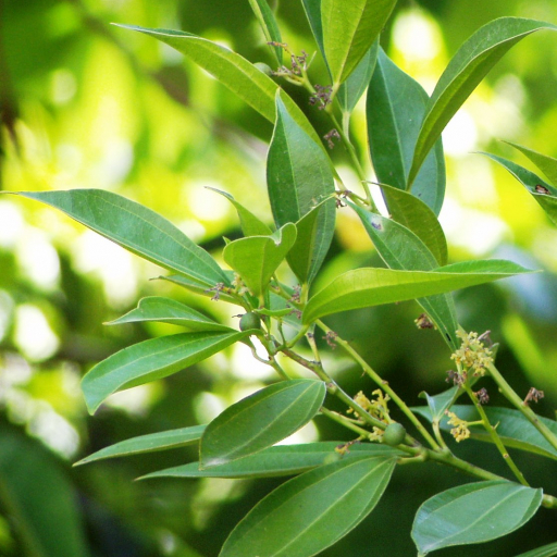 Laurel-Leaf Snailseed (Cocculus Laurifolius) Plant Care & How to Grow ...
