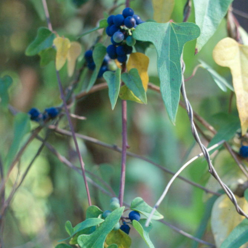 Queen Coralbead (Cocculus Orbiculatus) Plant Care & How to Grow, Water