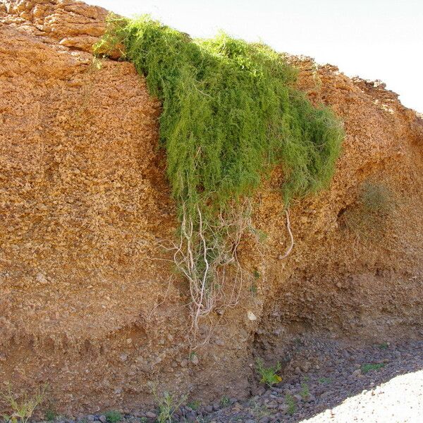 Cocculus Pendulus Plant Care & How to Grow, Water