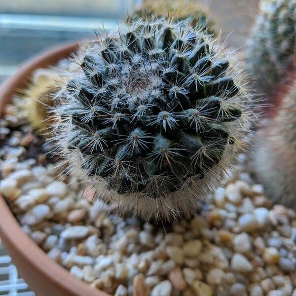 Green-Flowered Pincushion Cactus (Cochemiea Barbata) Plant Care & How ...