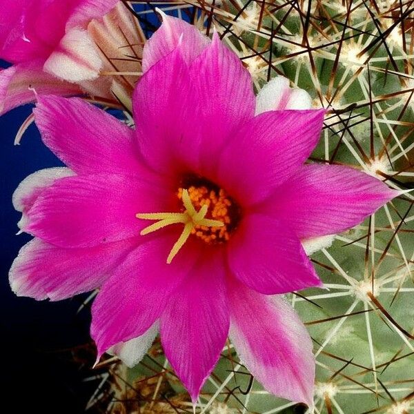 Schummann's Nipple Cactus (Cochemiea Schumannii) Care Guide: Water ...