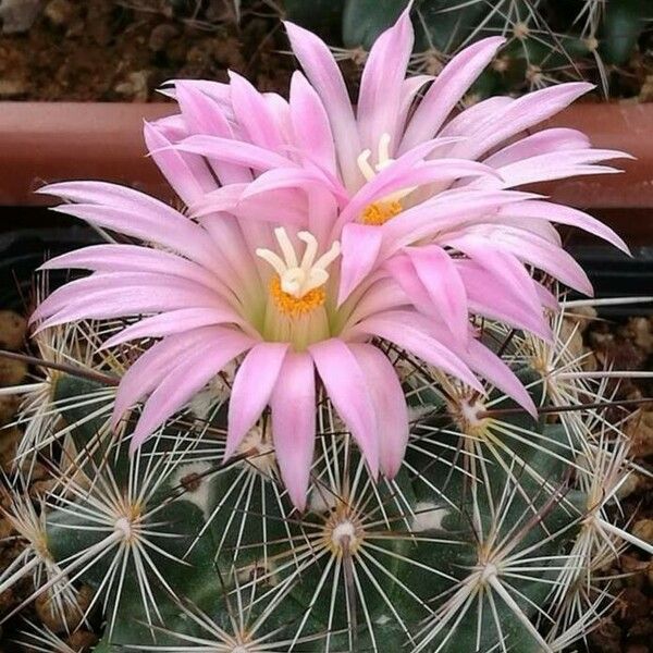 Pearl Cactus (Cochemiea Wrightii) Plant Care & How to Grow, Water