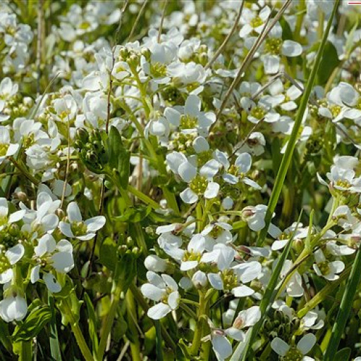 English Scurvy Grass (Cochlearia Anglica) Plant Care & How to Grow, Water