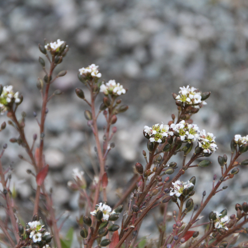 Greenland Cochlearia (Cochlearia Groenlandica) Plant Care & How to Grow ...