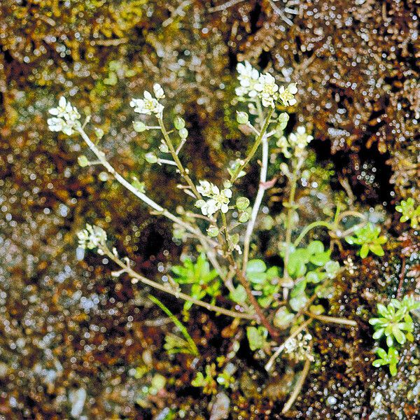 Mountain Scurvygrass (Cochlearia Micacea) Plant Care & How to Grow, Water