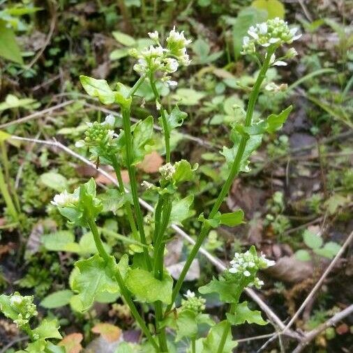 Pyrenean Scurvygrass (Cochlearia Pyrenaica) Plant Care & How to Grow, Water