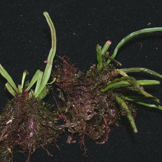 Cochlidium Linearifolium Care Guide: Water, Soil & Propagation - Plantiary