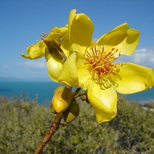 Cottontree (Cochlospermum Gillivraei) Plant Care & How to Grow, Water