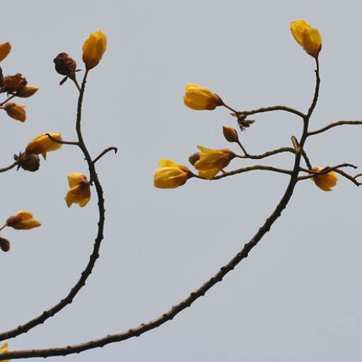 Cottontree (Cochlospermum Religiosum) Plant Care & How to Grow, Water