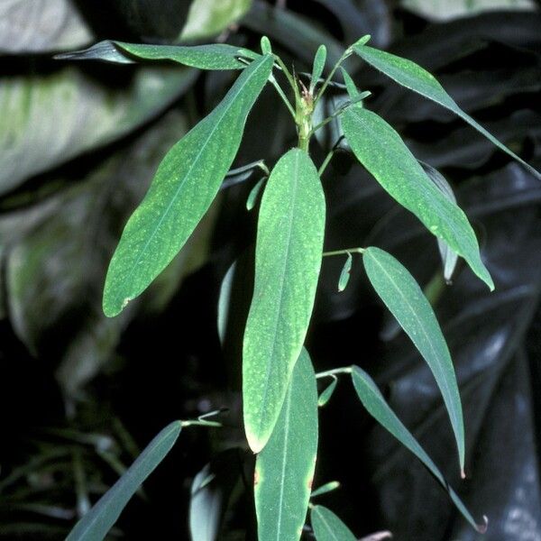 False Tick Trefoil (Codariocalyx Gyroides) Plant Care & How to Grow, Water
