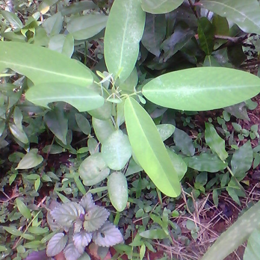 Semaphore- (Codariocalyx Motorius) Plant Care & How to Grow, Water