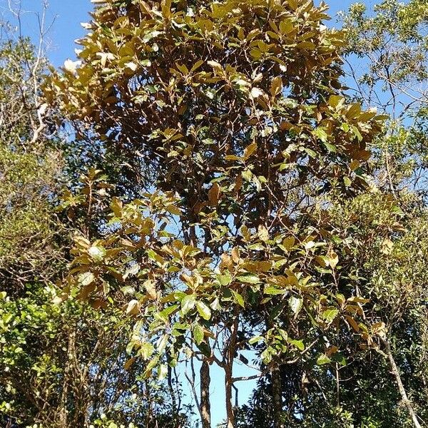 Codia Ferruginea Plant Care & How to Grow, Water