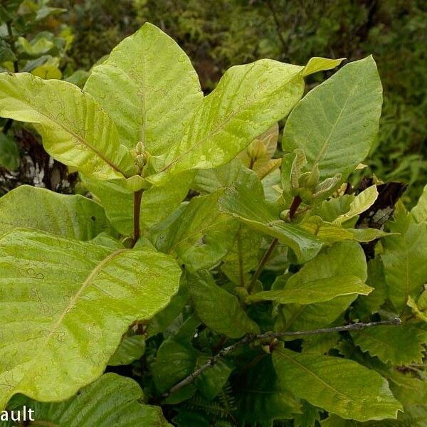 Codia Incrassata Plant Care & How to Grow, Water