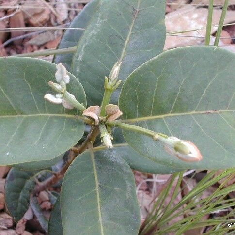 Codia Montana Plant Care & How to Grow, Water