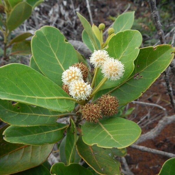 Codia Spatulata Plant Care & How to Grow, Water