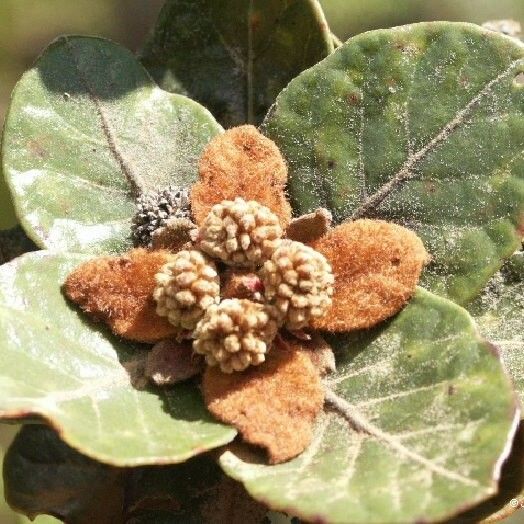 Codia Triverticillata Plant Care & How to Grow, Water