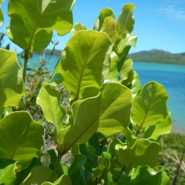 Codia Xerophila Plant Care & How to Grow, Water