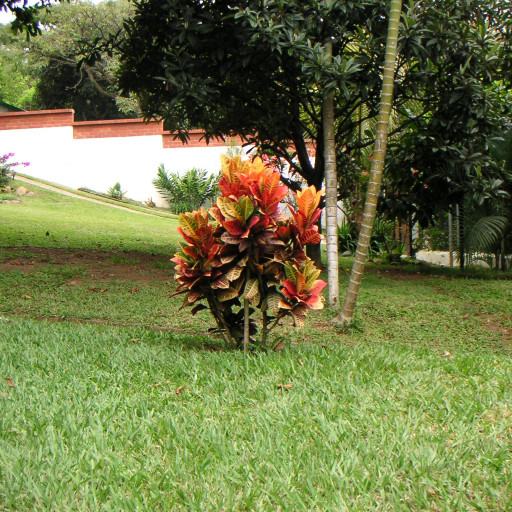 Garden Croton (Codiaeum Variegatum) Plant Care & How to Grow, Water