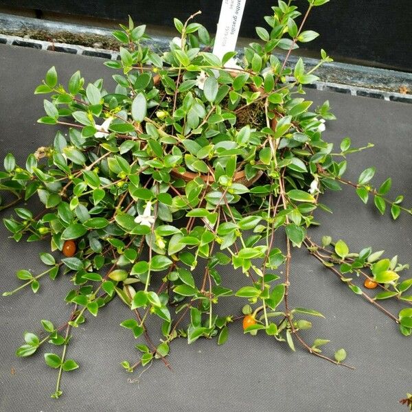 Condonanthe Gracilis (Codonanthe Gracilis) Plant Care & How to Grow, Water