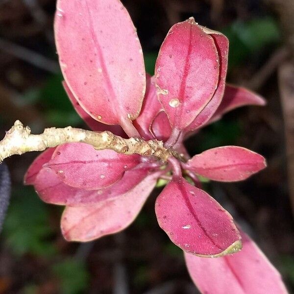 Codonanthopsis Calcarata Plant Care & How to Grow, Water