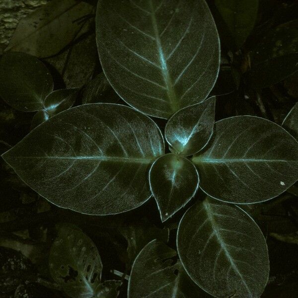 Codonoboea Malayana Plant Care & How to Grow, Water