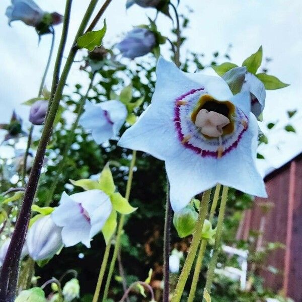 Bonnet-Bellflower (Codonopsis Clematidea) Plant Care & How to Grow, Water