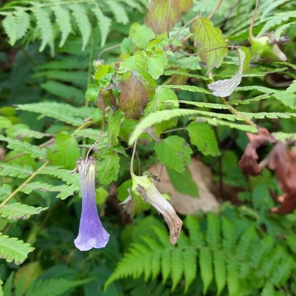 Codonopsis Gracilis Plant Care & How to Grow, Water