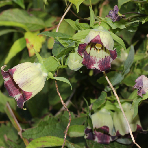 Bonnet Bellflower (Codonopsis Lanceolata) Plant Care & How to Grow, Water