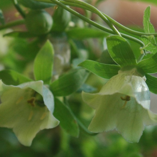 Bellflower (Codonopsis Pilosula) Plant Care & How to Grow, Water