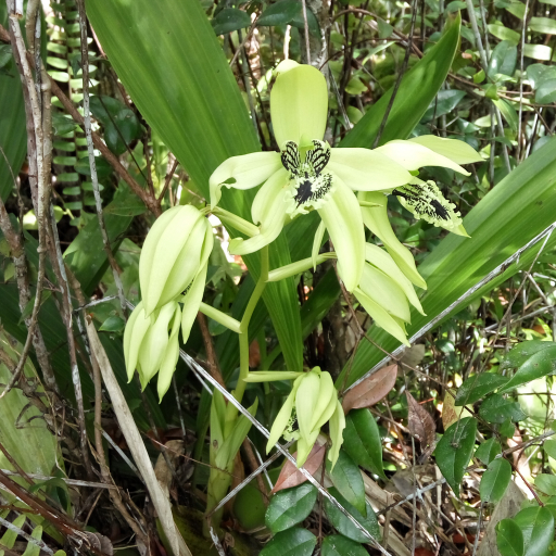 Black Orchid (Coelogyne Pandurata) Plant Care & How to Grow, Water