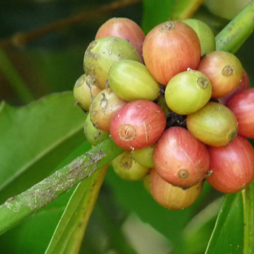 Congo Coffeetree (Coffea Canephora) Plant Care & How to Grow, Water