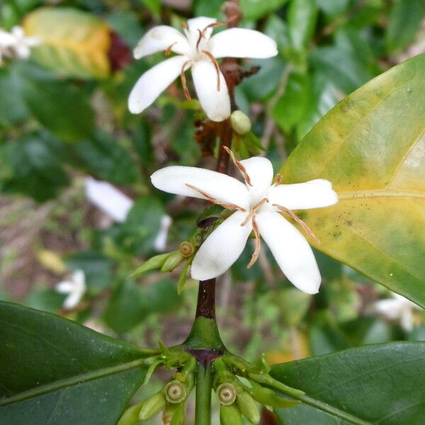 Coffea × Heterocalyx Plant Care & How to Grow, Water