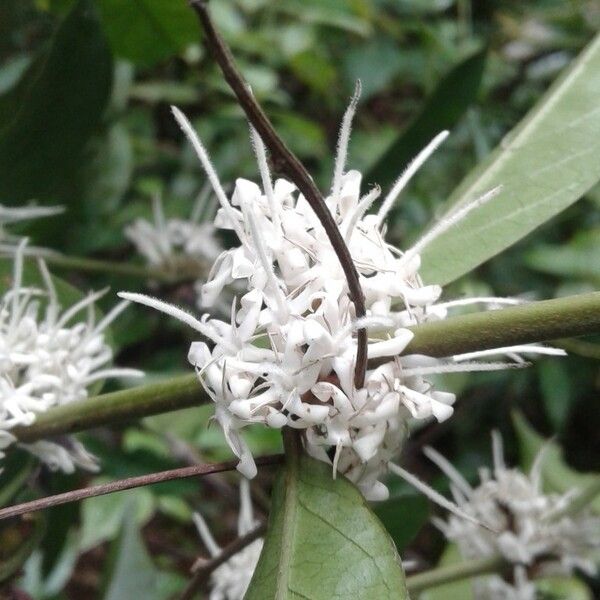 Coffea Humblotiana Plant Care & How to Grow, Water