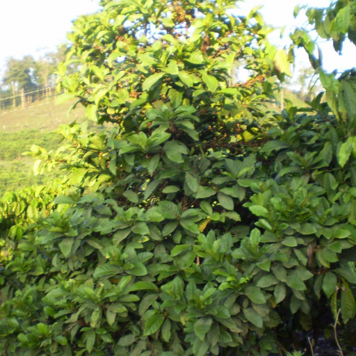 Liberian Coffee (Coffea Liberica) Plant Care & How to Grow, Water